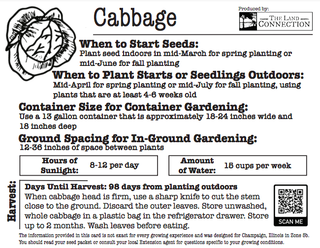 Cabbage - The Land Connection