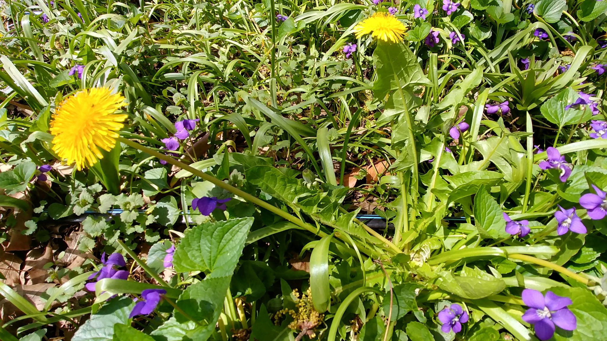 Edible (Native) Landscaping: Dandelion - The Land Connection