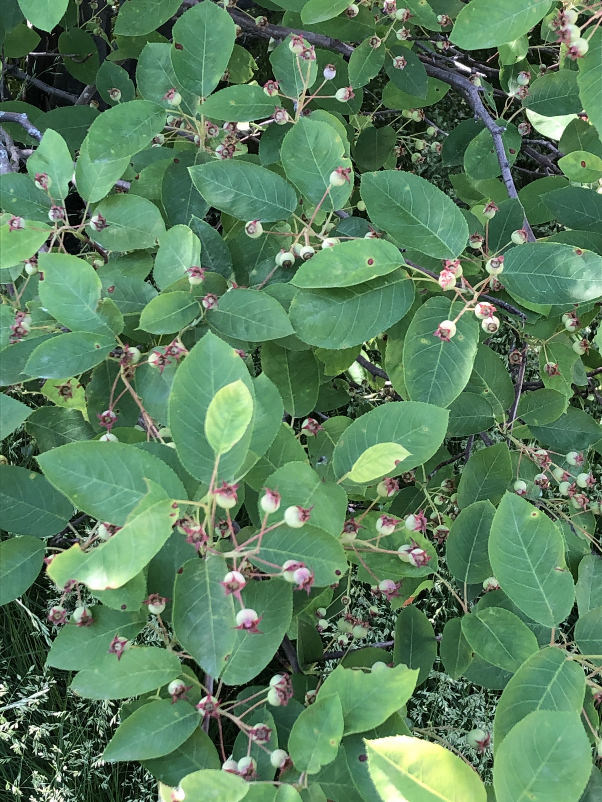 Edible (Native) Landscaping - Serviceberry - The Land Connection