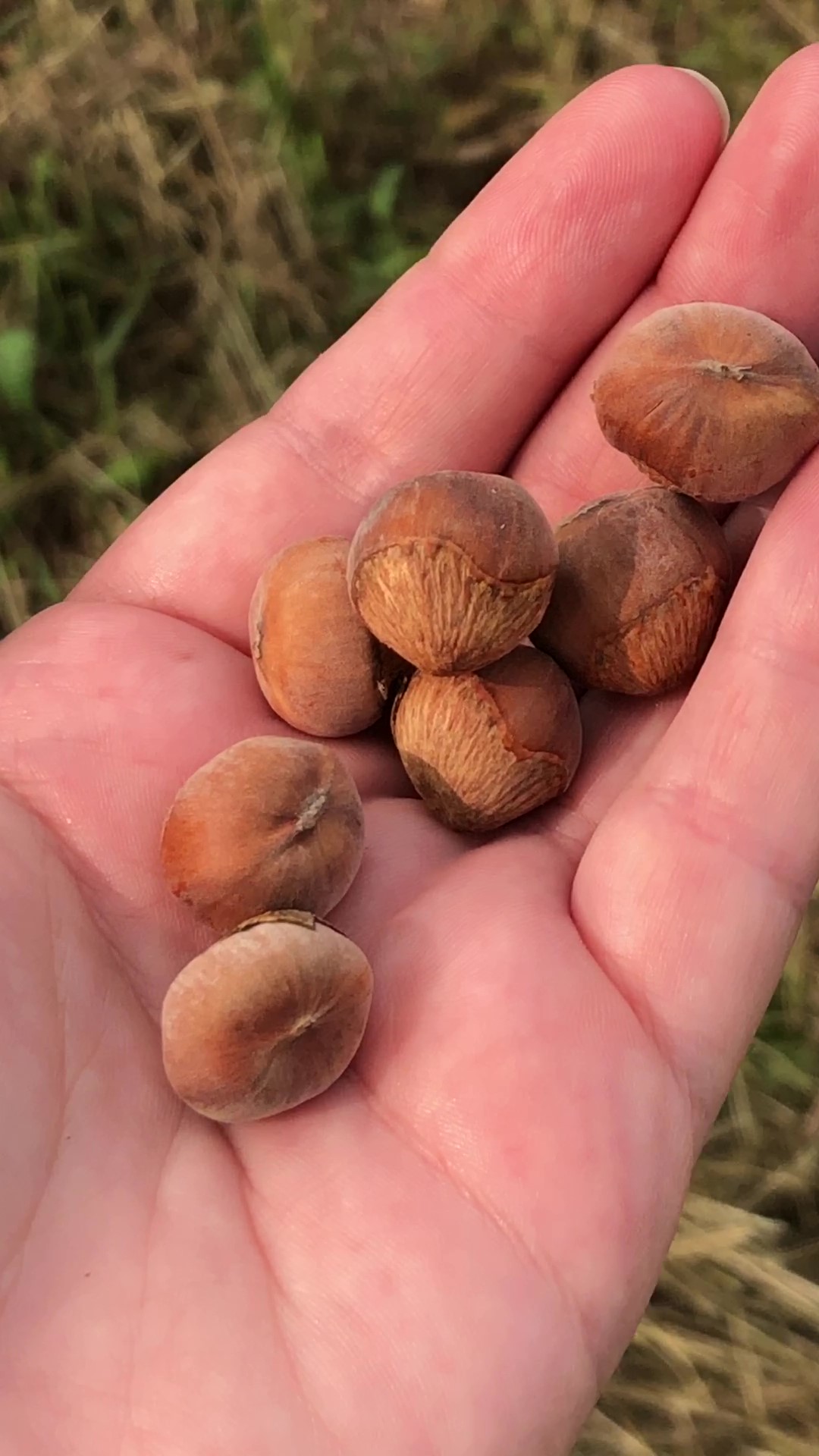 Edible (Native) Landscaping – American Hazelnut - The Land Connection