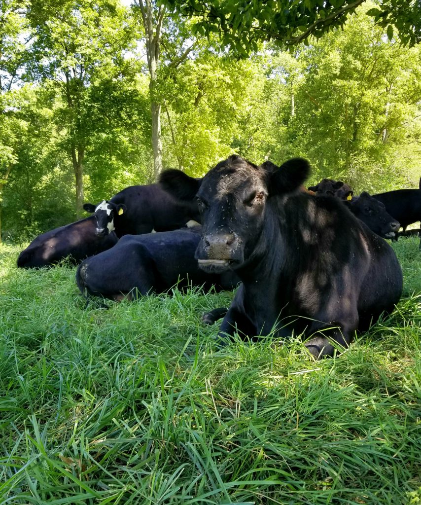 Explore regenerative grazing through hands-on learning - The Land ...