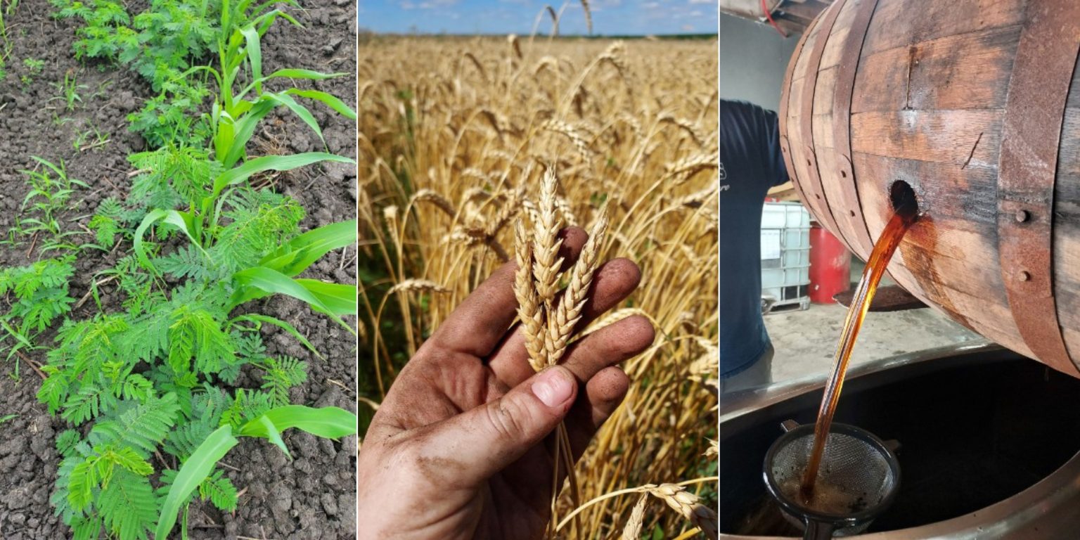 Farmer-Distiller Grain Connections at Cow Creek Farm and Silver Tree Spirits - The Land Connection